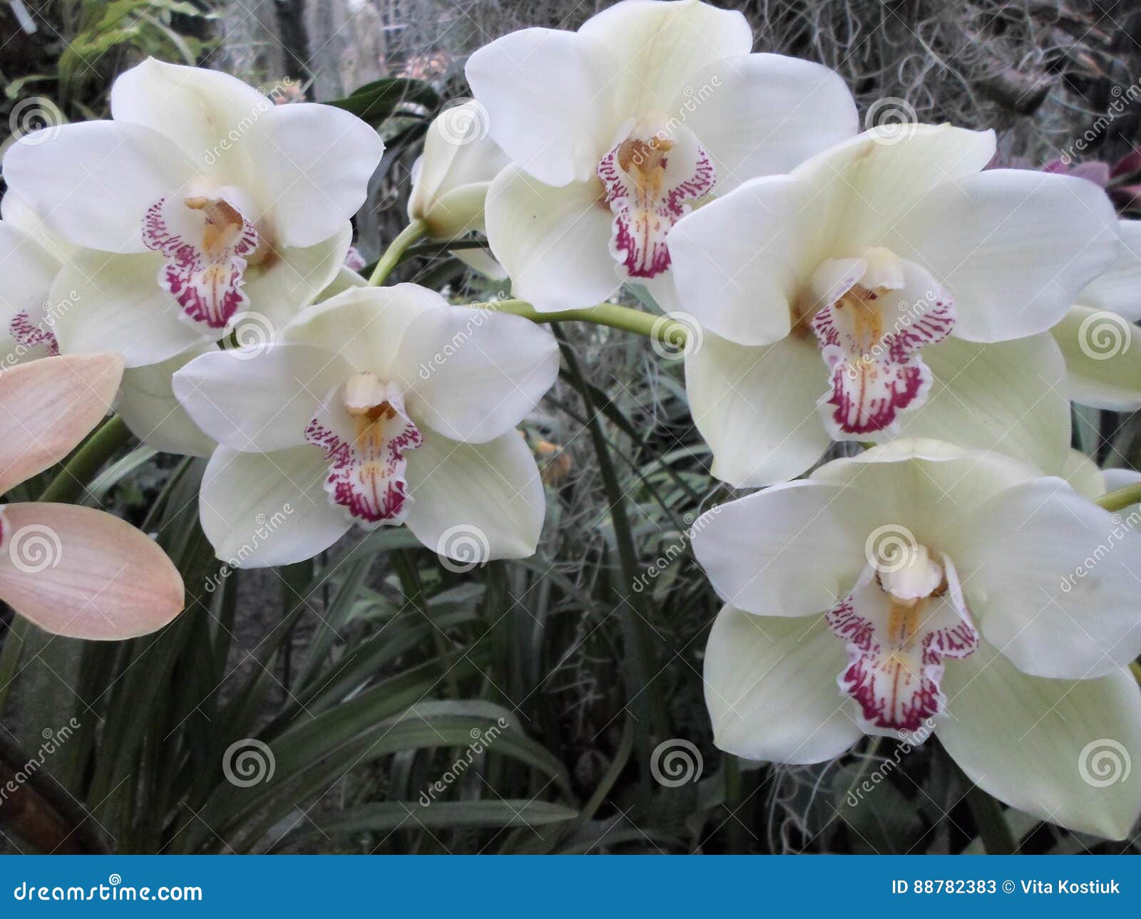 White Orchids, White Flowers, Exotic Flowers Stock Image - Image of ...