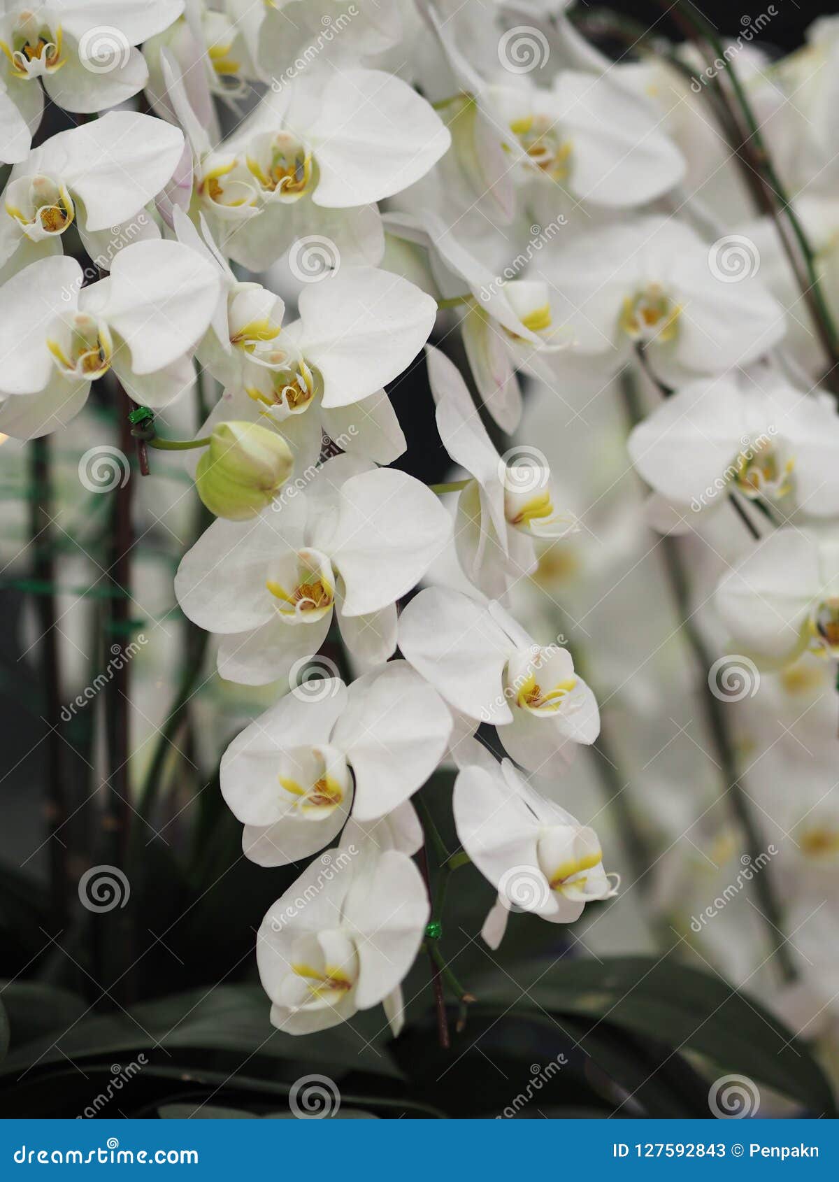 White Orcid Beautiful Flower Stock Image - Image of orcid, nature ...