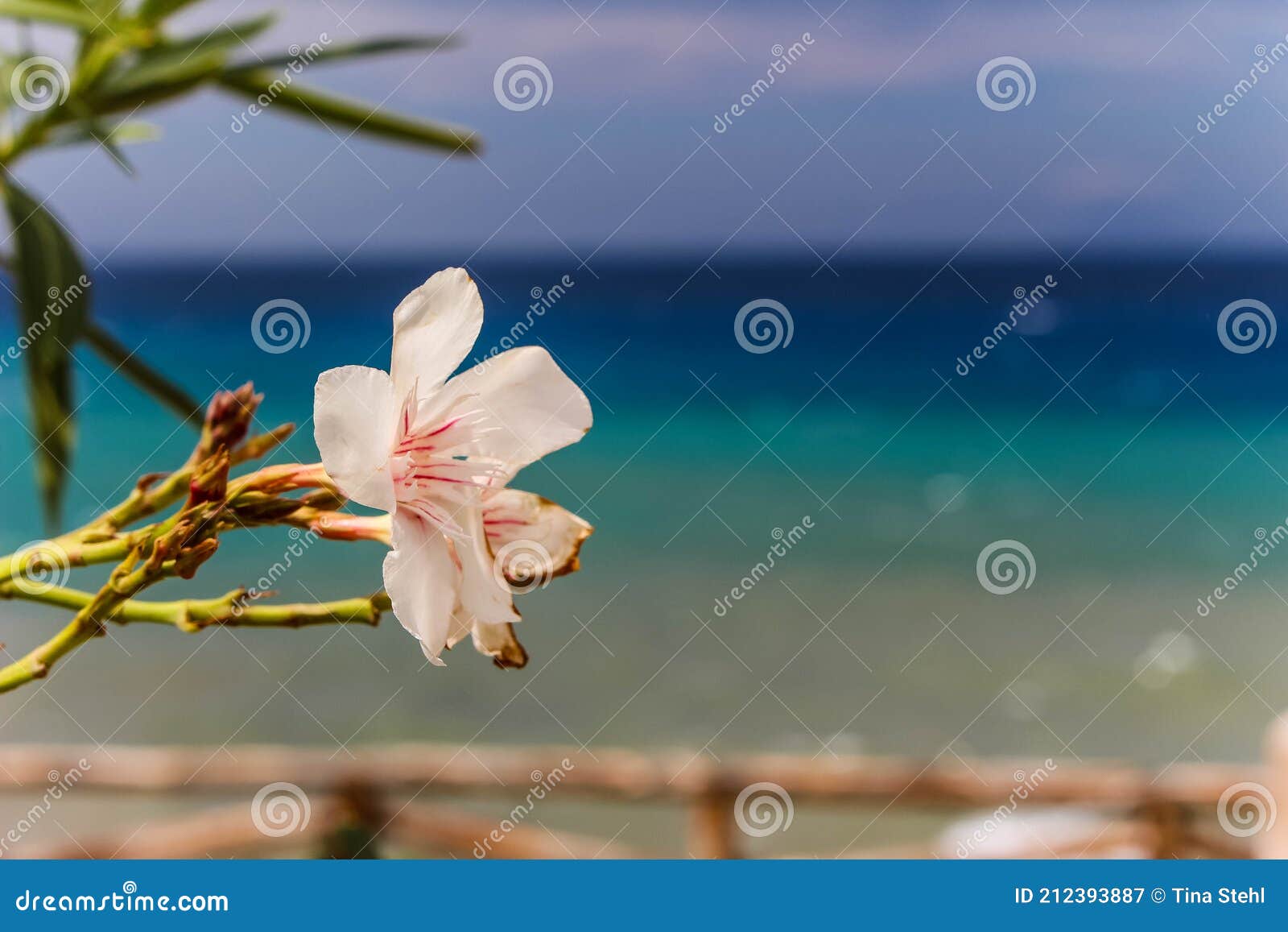 White Orleander Flower in Front of the Ocean and Blue Sky in Calabria ...