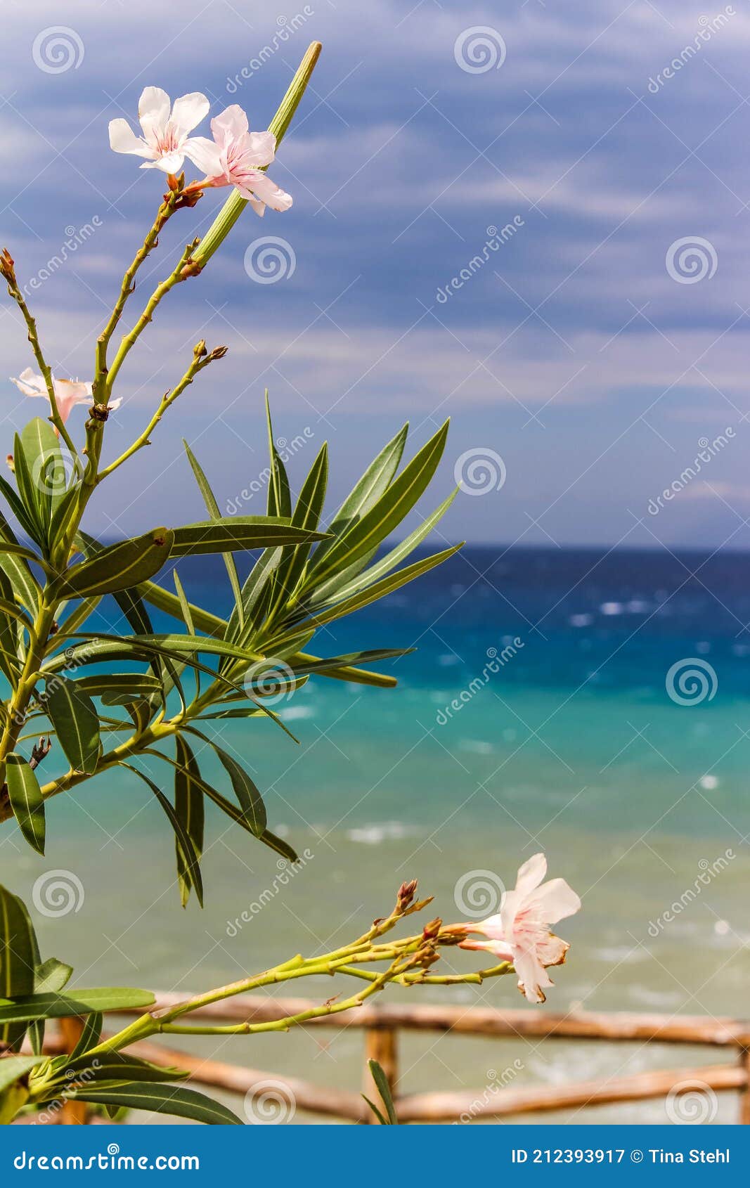 White Orleander Flower in Front of the Ocean and Blue Sky in Calabria ...