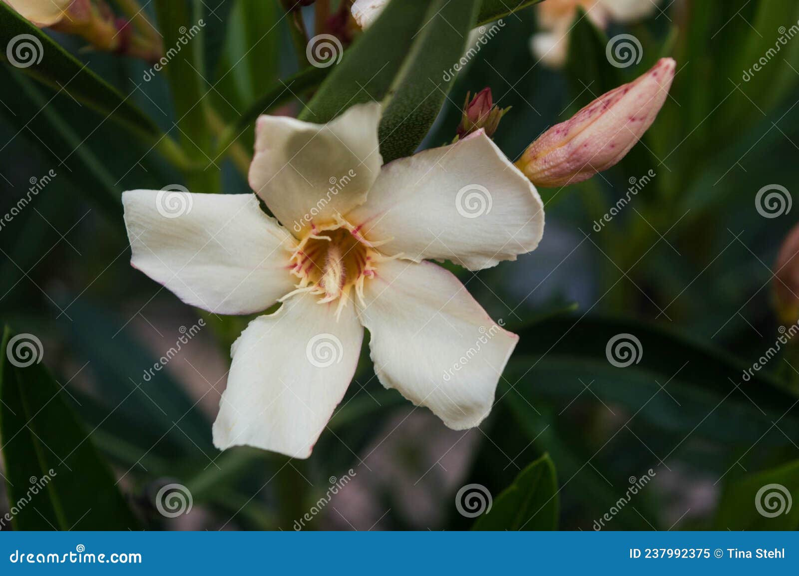 Orleander Flower Stock Photos - Free & Royalty-Free Stock Photos from ...