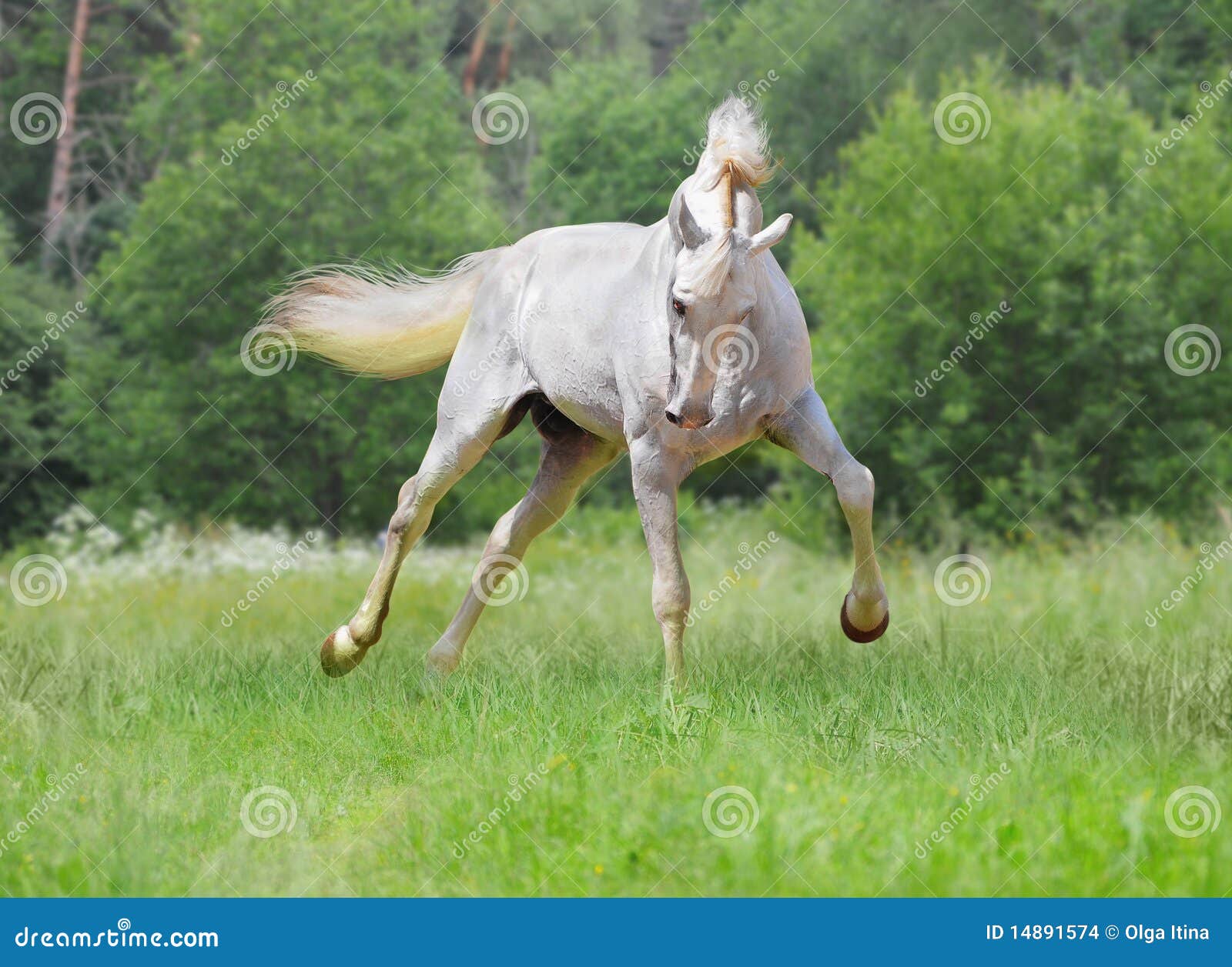 White orlov trotter stock photo. Image of western, equus - 14891574