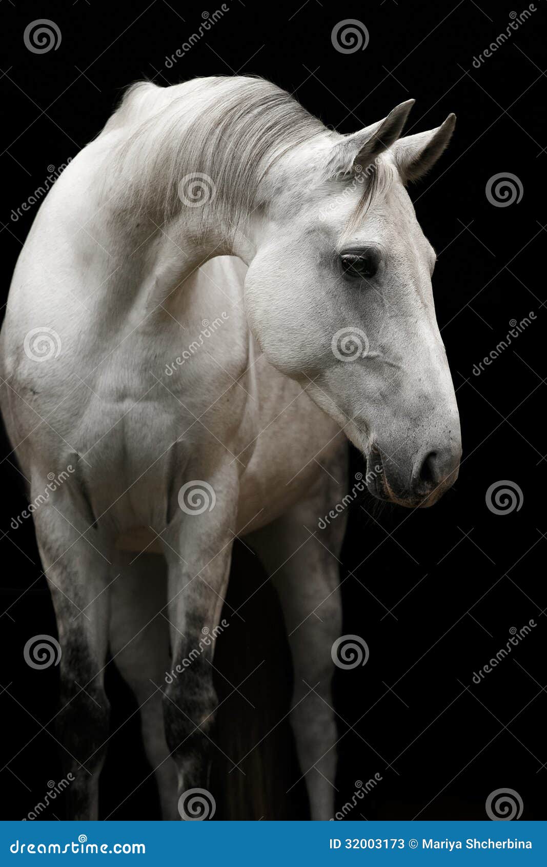 White orlov trotter stock image. Image of black, orlov - 32003173