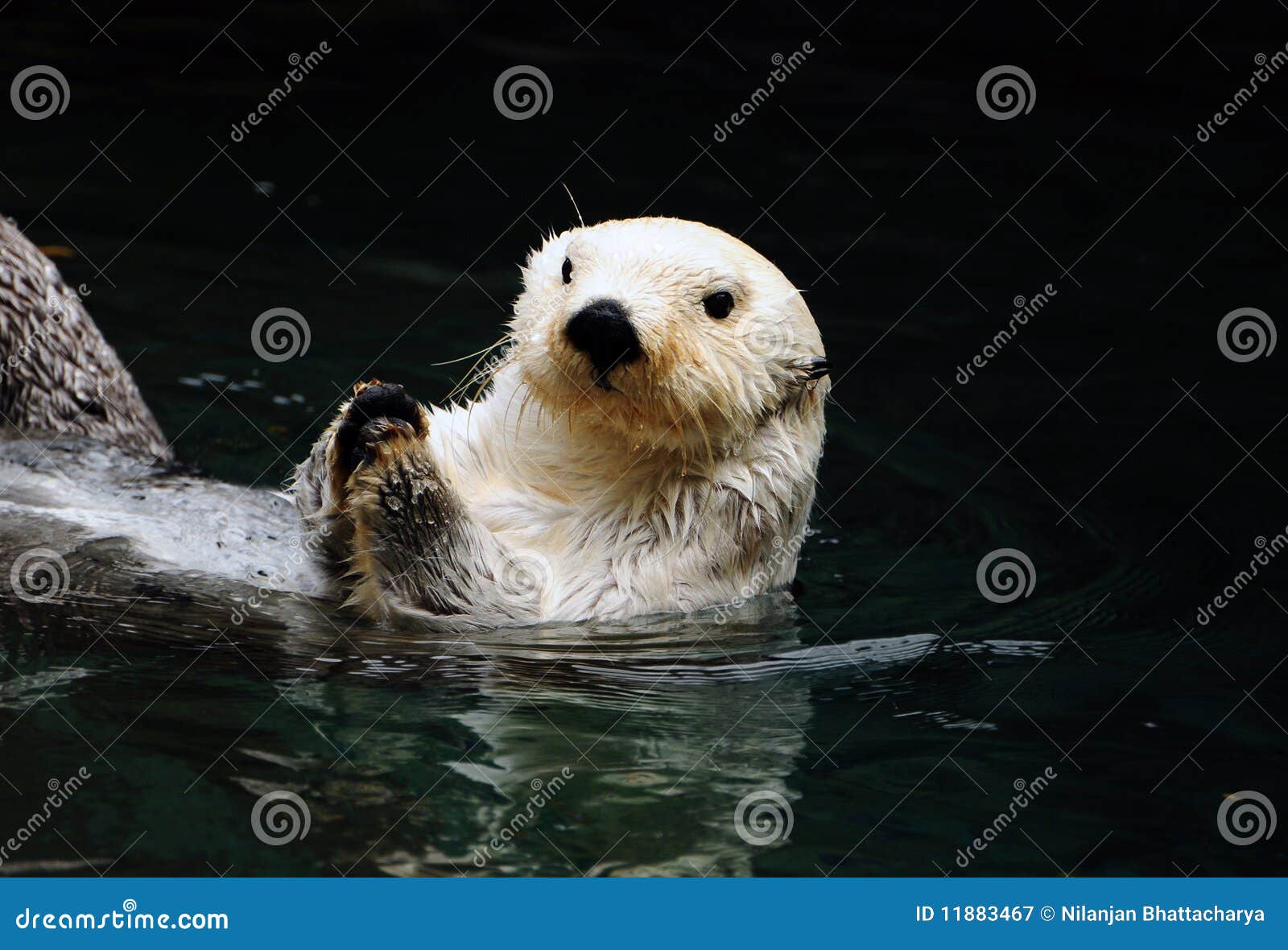 White Sea Otter