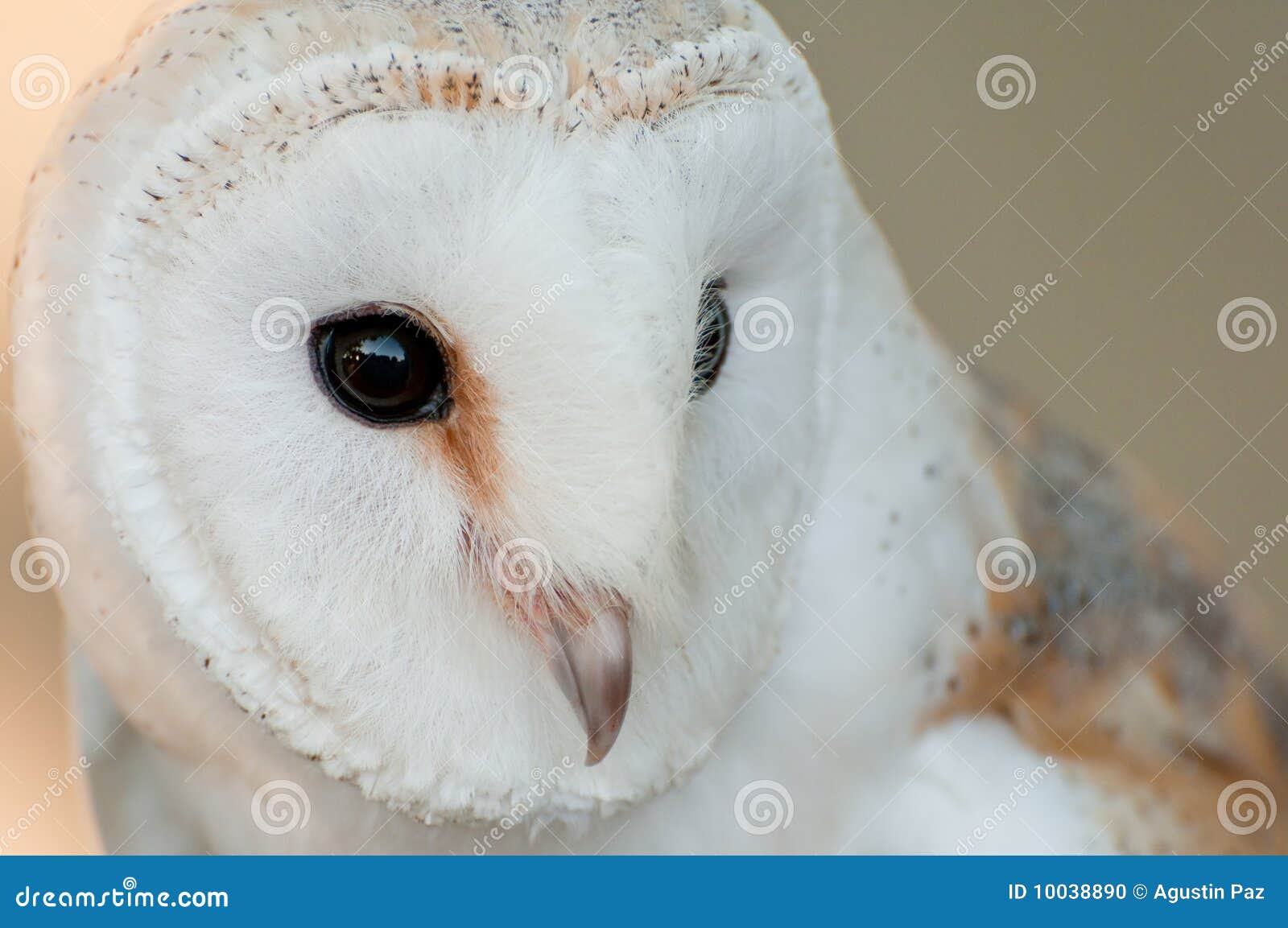 White owl stock photo. Image of beak, closeup, carnivorous - 10038890