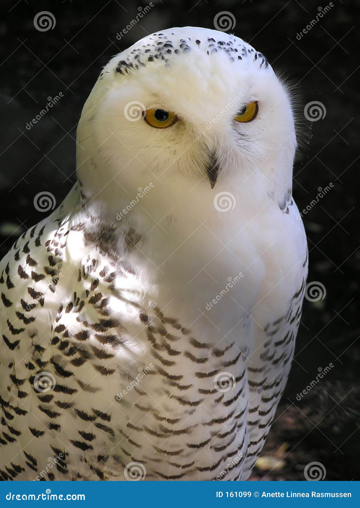 White owl stock image. Image of white, wildlife, wise, front - 161099