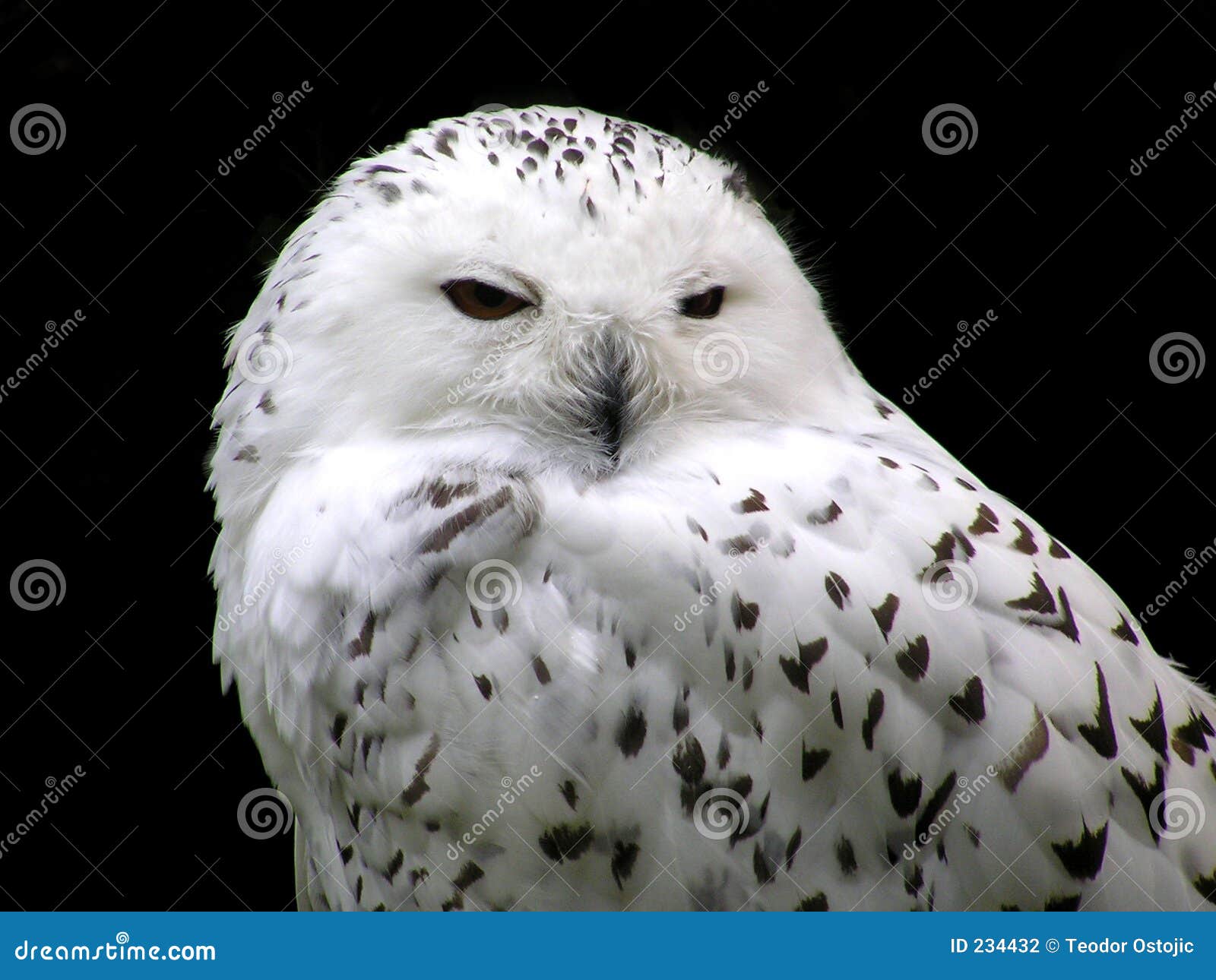 White owl stock photo. Image of white, close, beauty, snow - 234432