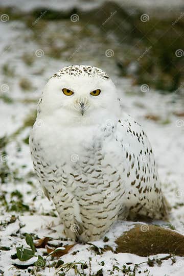 White OWL stock image. Image of snowy, branch, birdlife - 624963