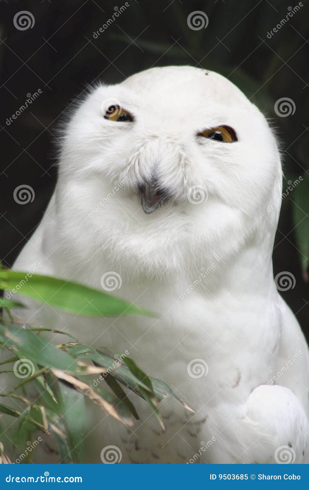 White Owl stock image. Image of creepy, night, halloween - 9503685