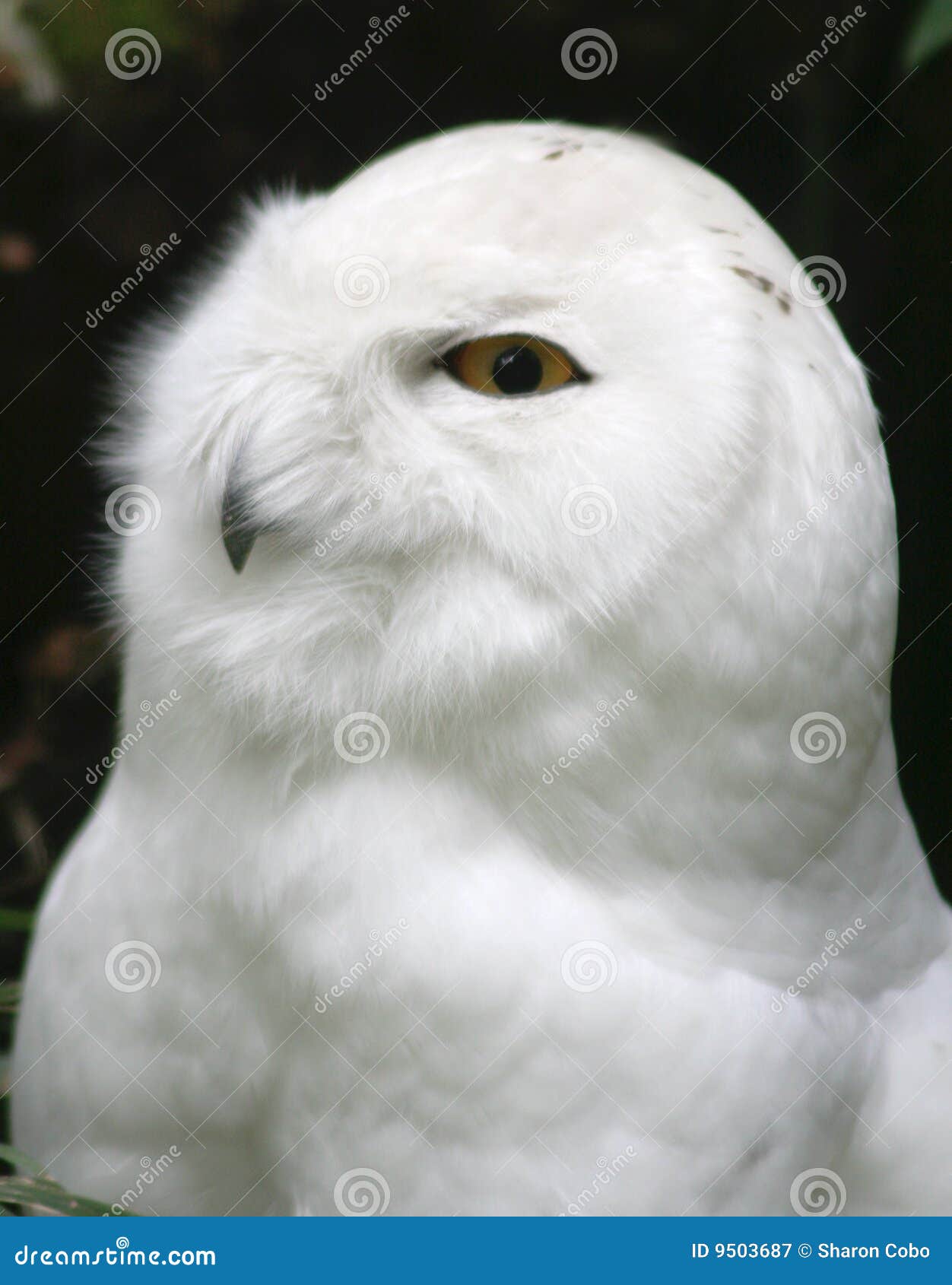 White Owl stock image. Image of nocturnal, feathered, night - 9503687