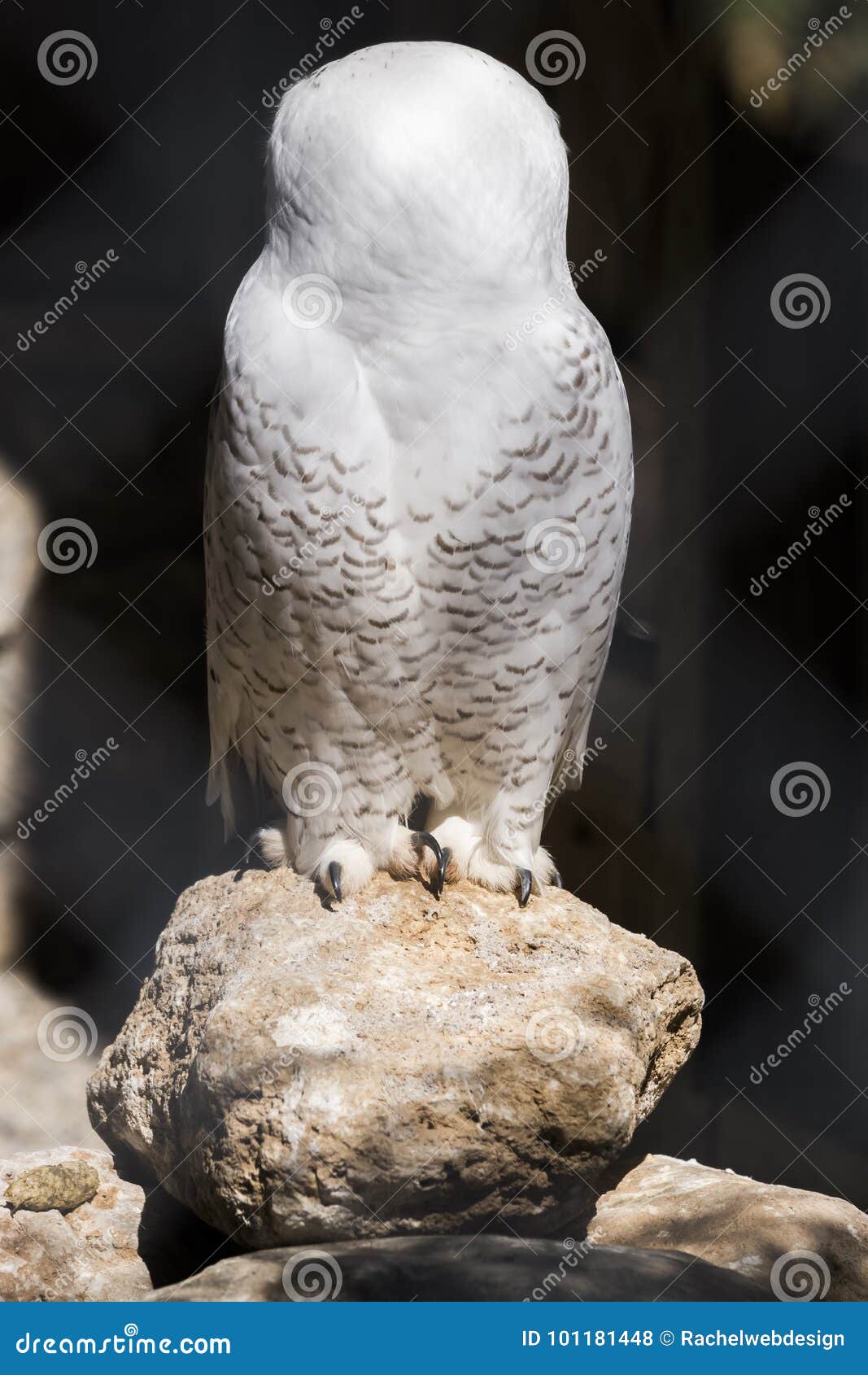 White Owl with Head Turned Completely To Back Perched on a Rock ...