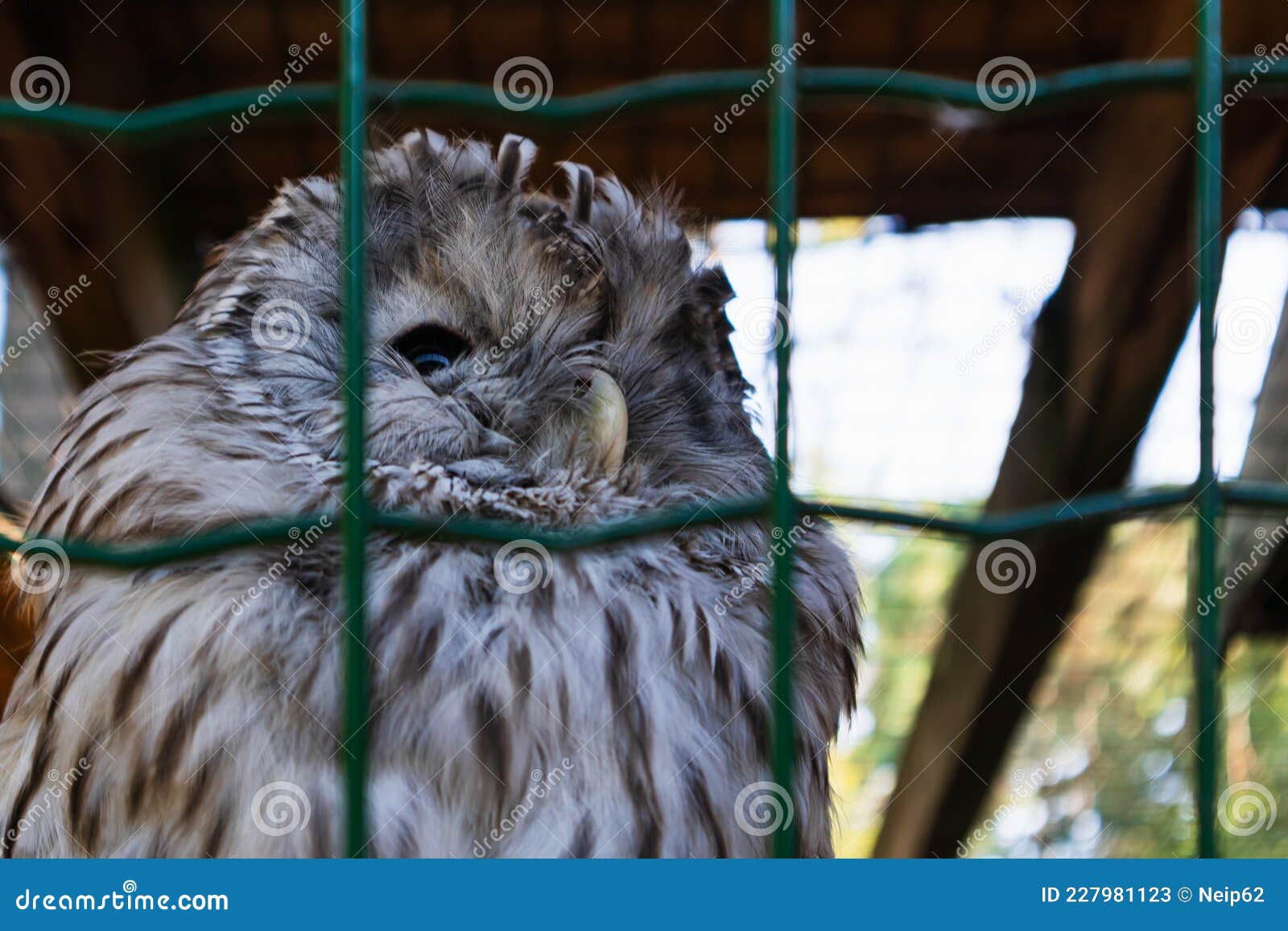 White Owl in a Large Cage Close-up. Rare Birds in Captivity Stock Image ...
