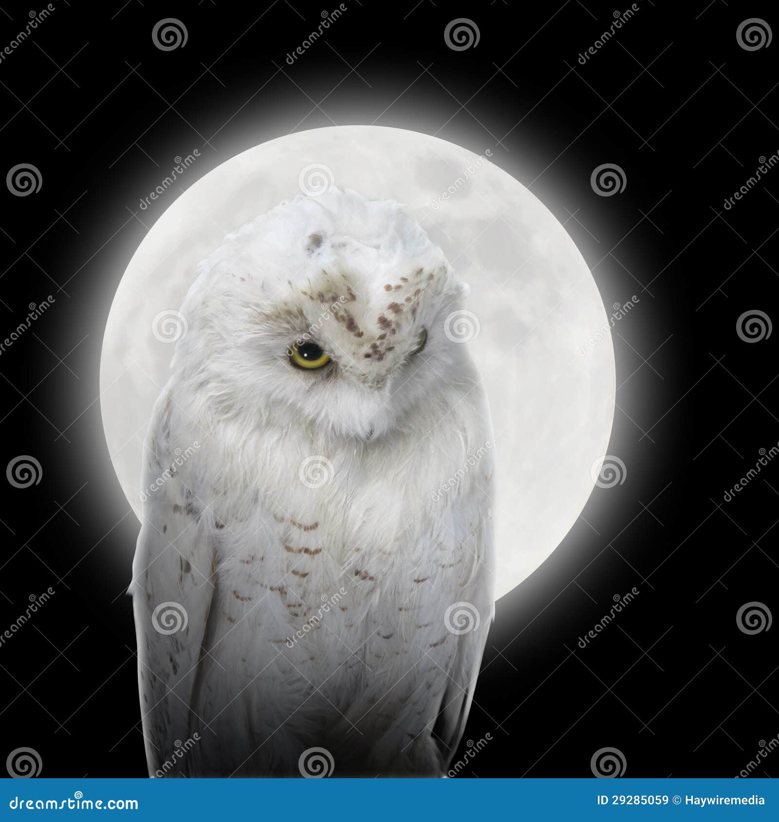 Snowy Owl Hunting At Night