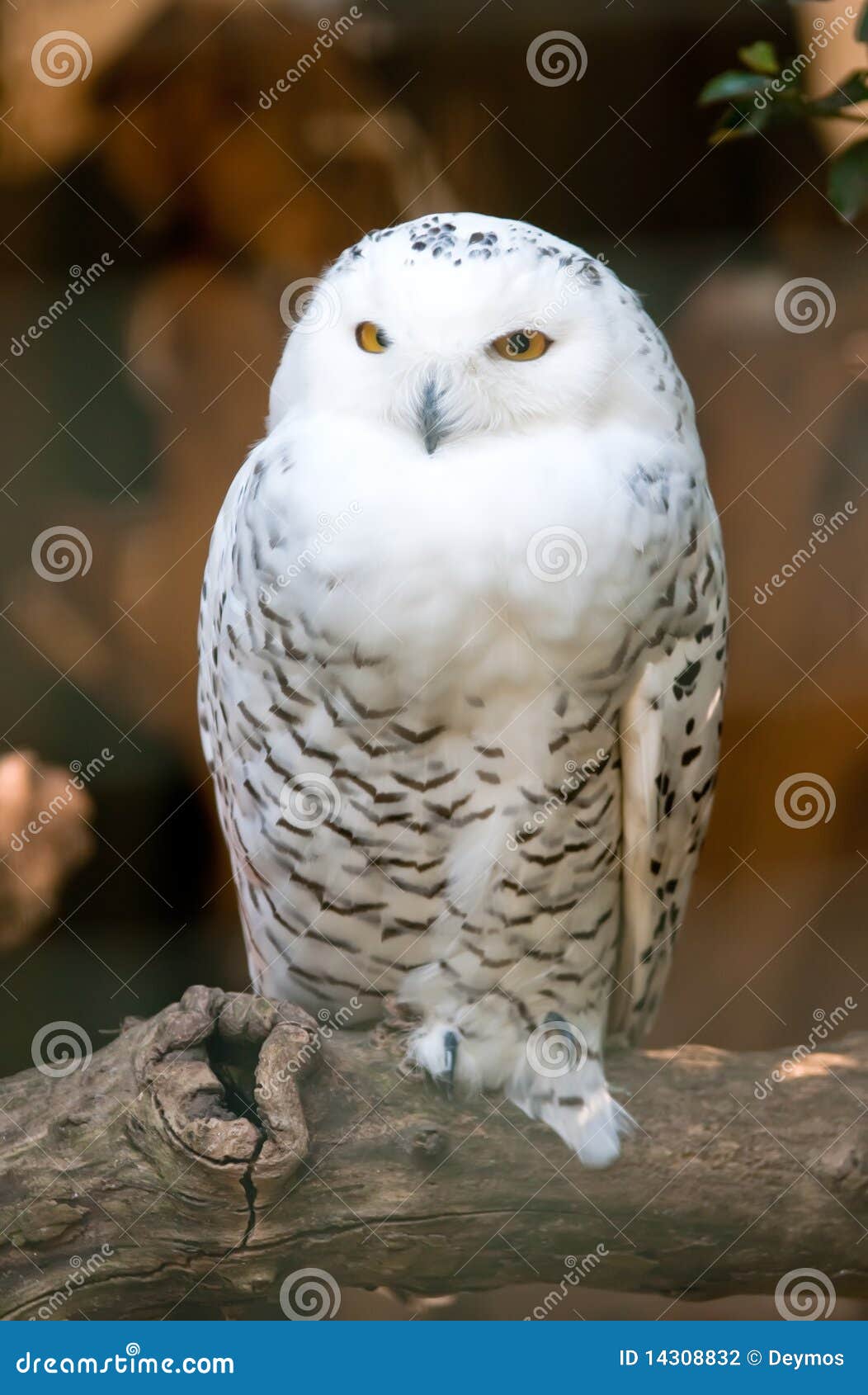 White Owl Standing on a Branch Stock Photo - Image of feathery, face ...