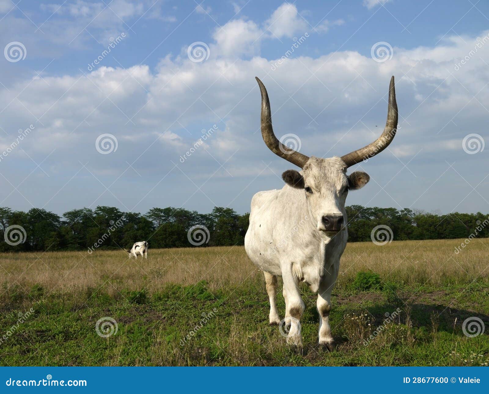 White ox stock photo. Image of natural, grazing, mammal - 28677600