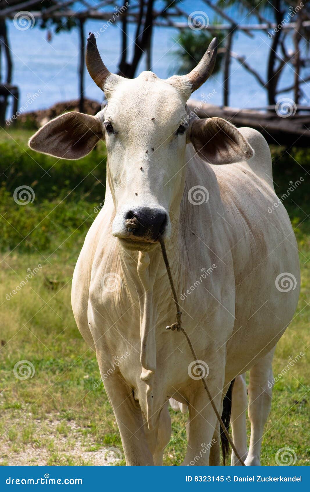 White ox stock image. Image of cattle, bovine, dairy, countryside - 8323145