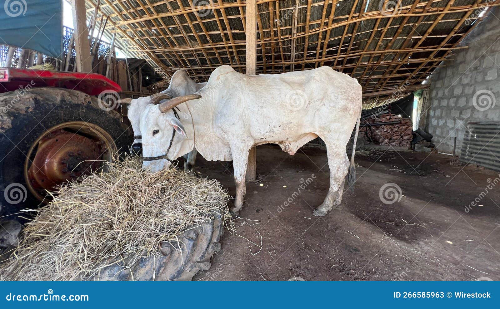 White ox eating in a barn stock image. Image of meadow - 266585963
