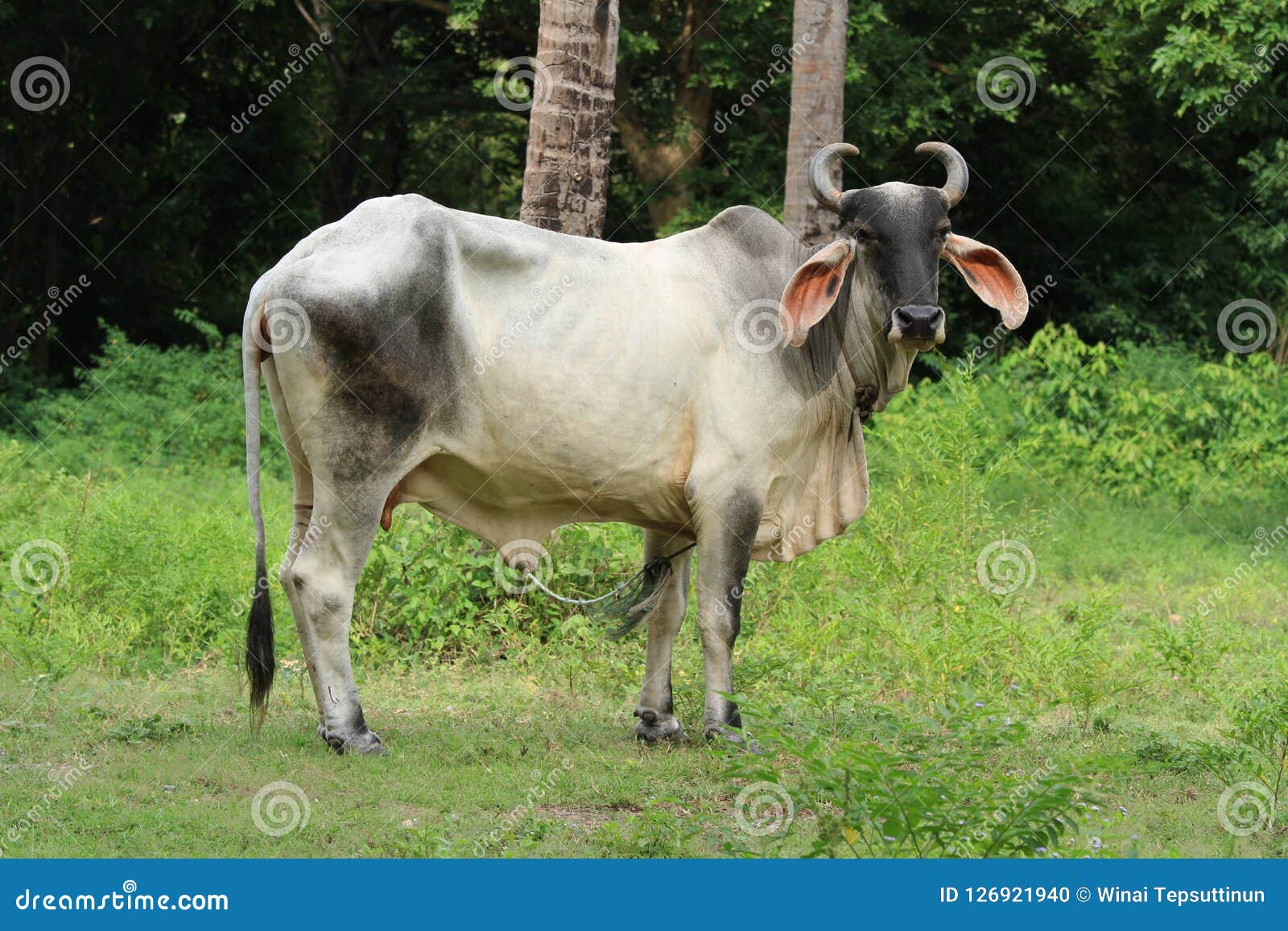 White ox on green field stock photo. Image of nature - 126921940