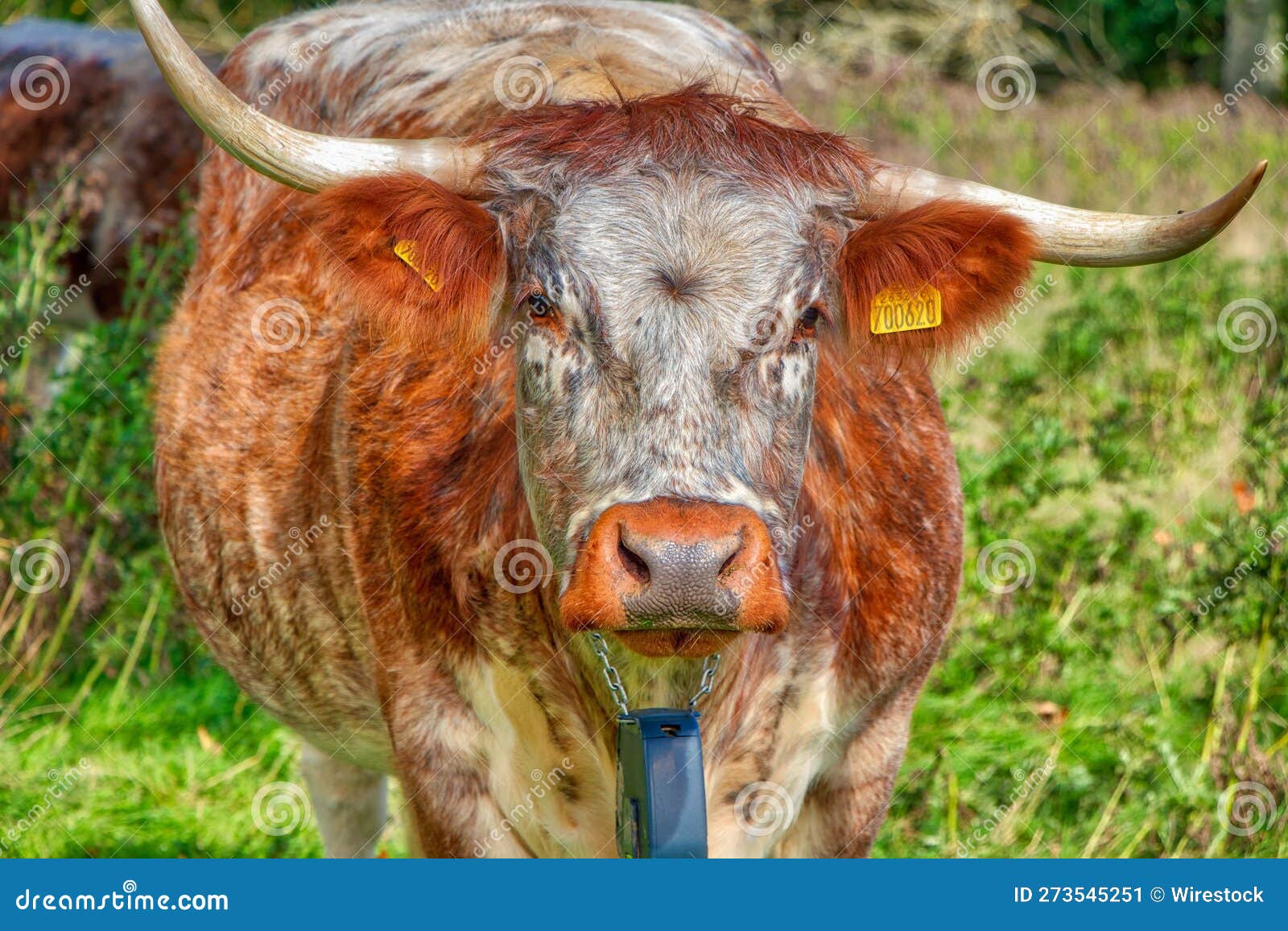 White Ox in a Lush Green Field, Gazing Ahead Stock Image - Image of ...