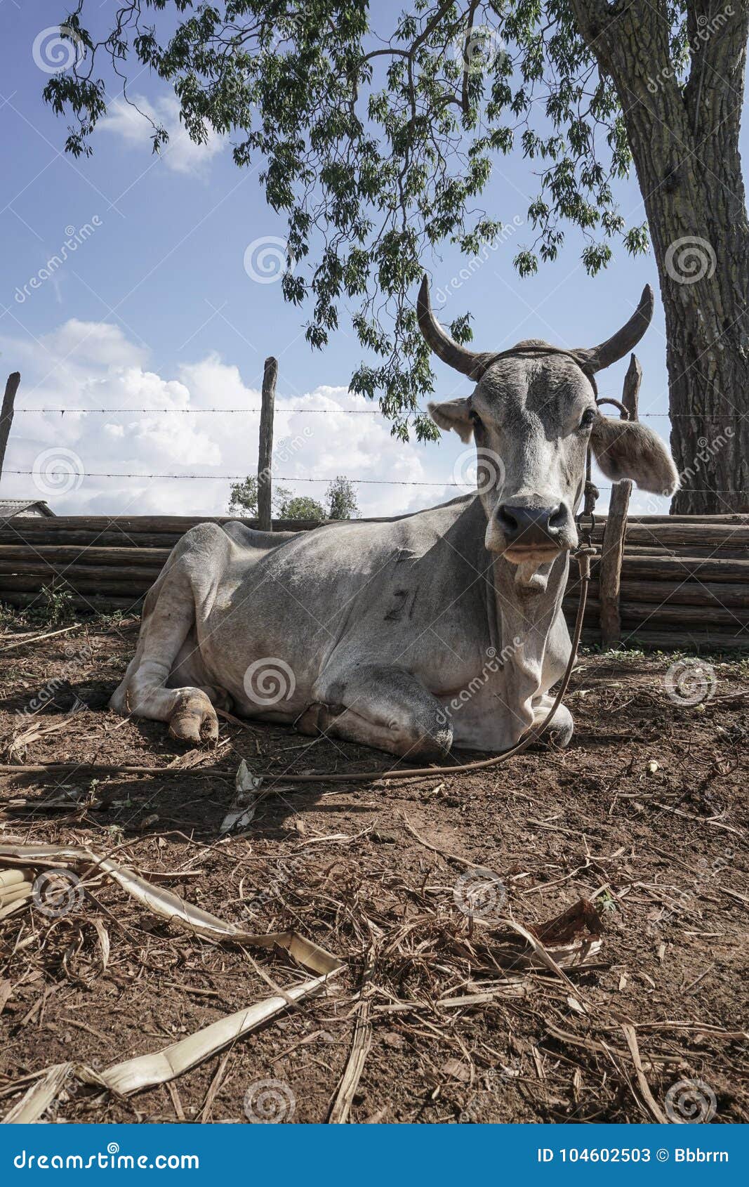 White Ox Sitting on a Field in a Village Stock Image - Image of horns ...