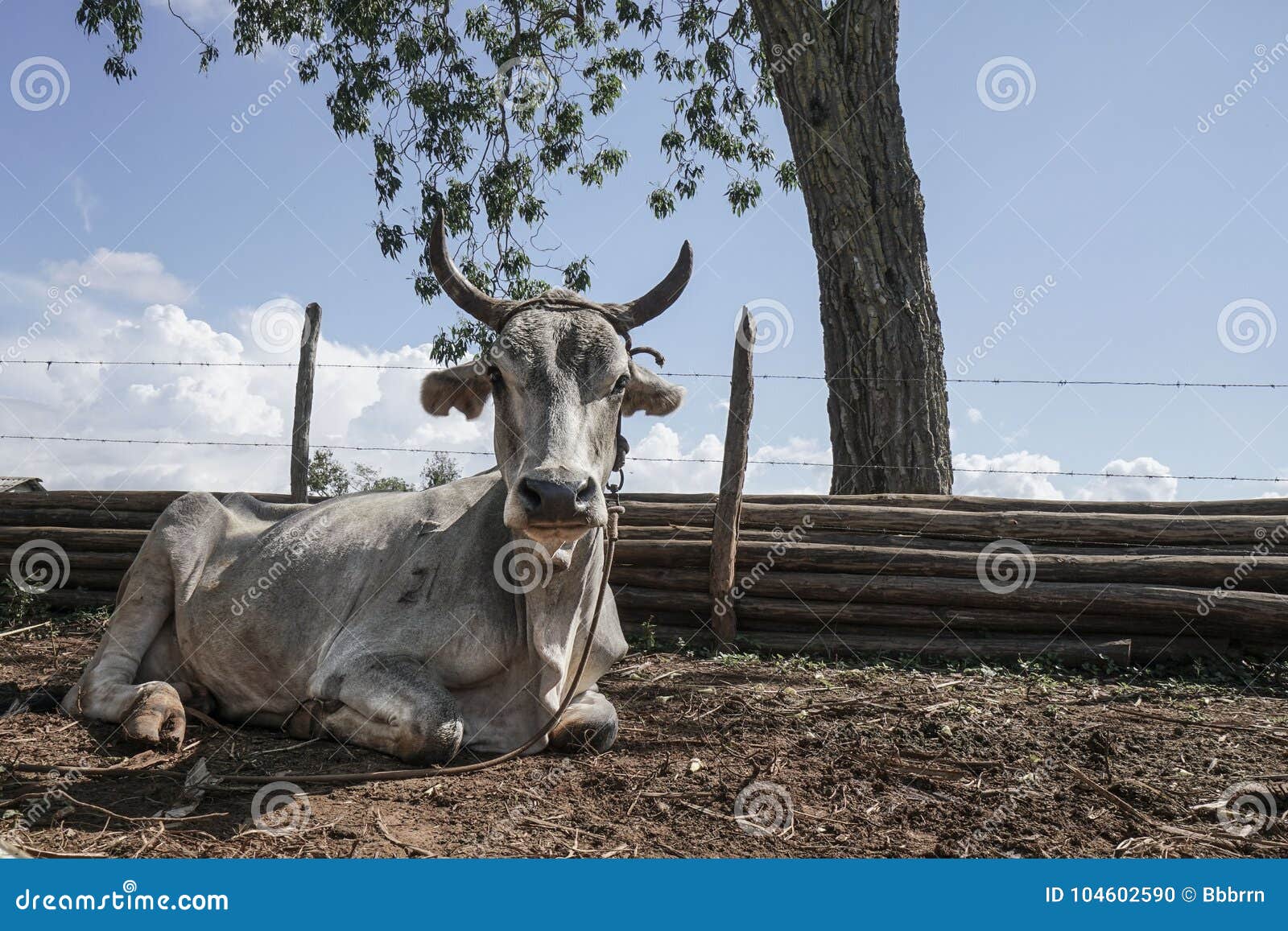 White Ox Sitting on a Field in a Village Stock Photo - Image of white ...