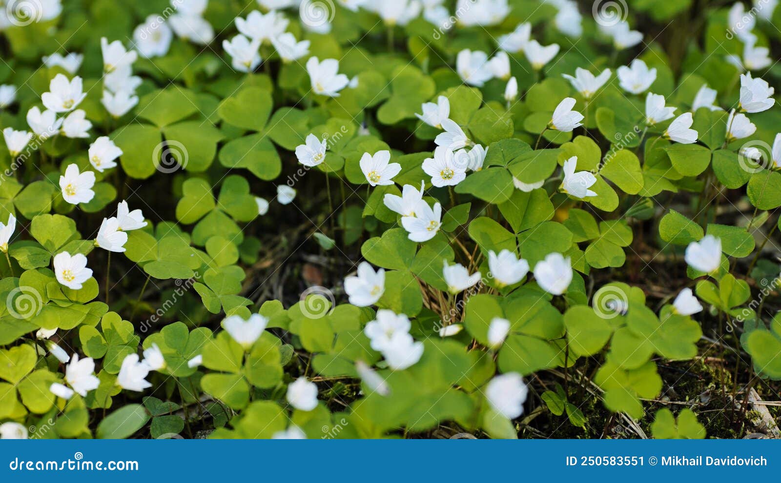 White Oxalis Blooms in the Forest in Spring. View Using the Slider ...