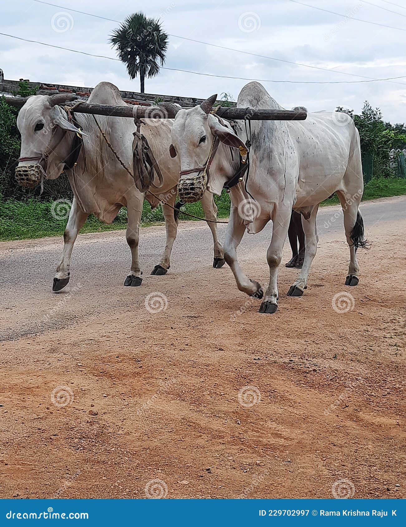 White oxes or bullocks stock image. Image of field, farm - 229702997