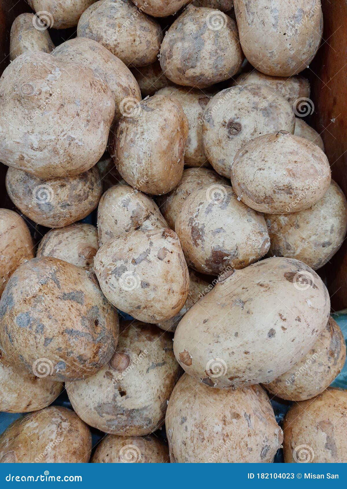 White Pachyrhizus Erosus Form Indonesia Stock Image - Image of outdoor ...