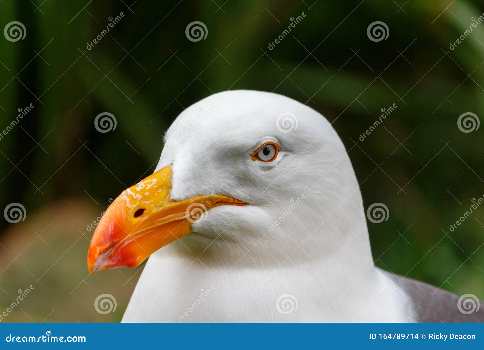 White Pacific Seagull Close Up Head Portrait Stock Photo - Image of ...