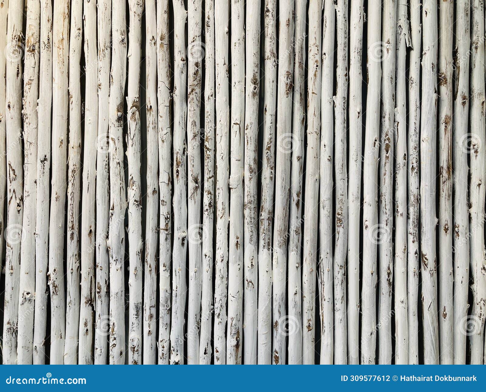 White-painted Small Rubber Tree Stalk Wall Stock Photo - Image of ...