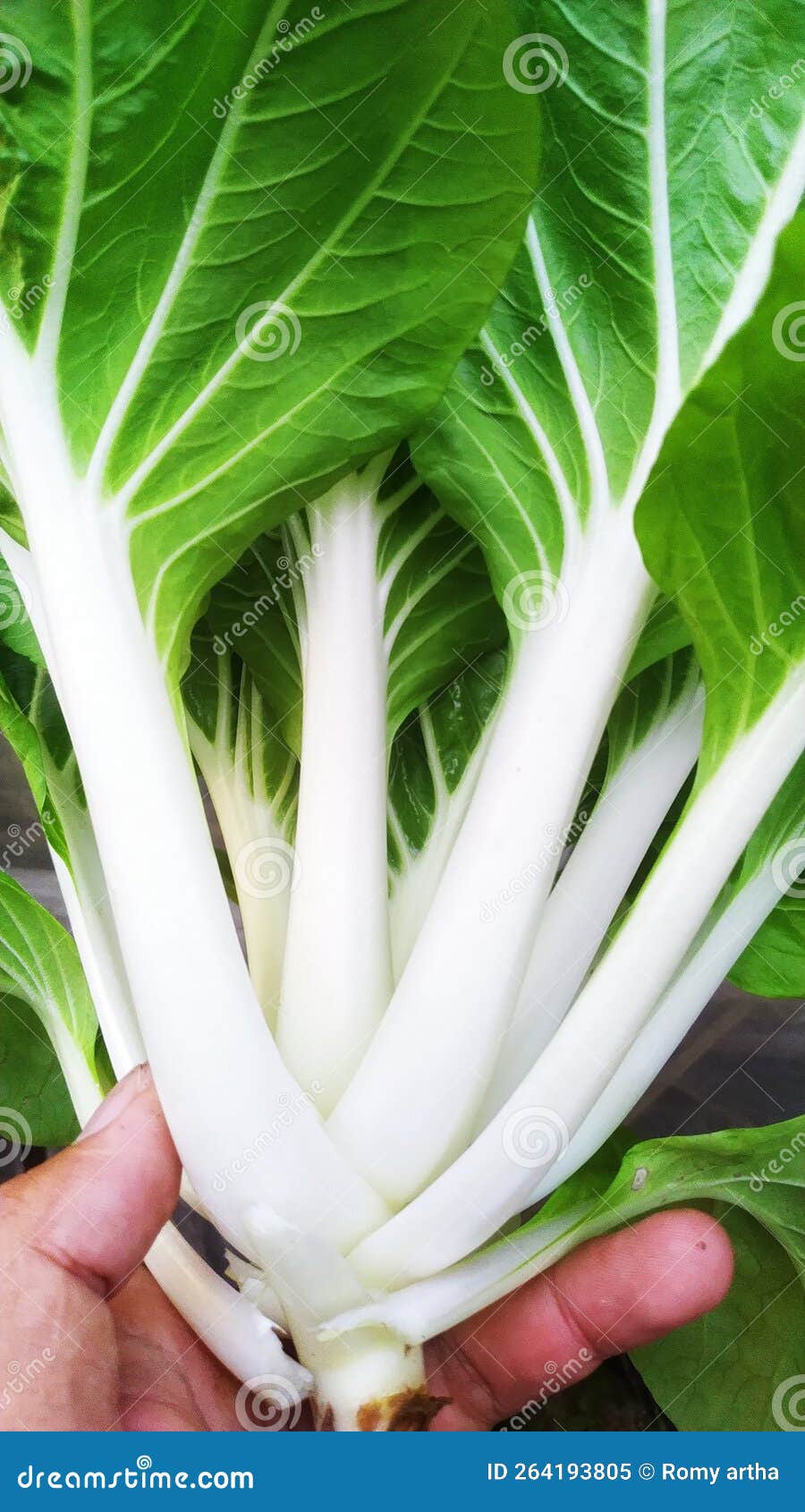 White pak choy stock image. Image of white, vegetables - 264193805