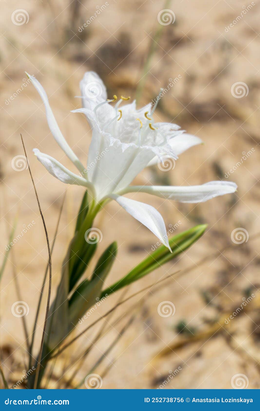 White Pankration Maritime Flower Close Up Stock Photo - Image of dunes ...