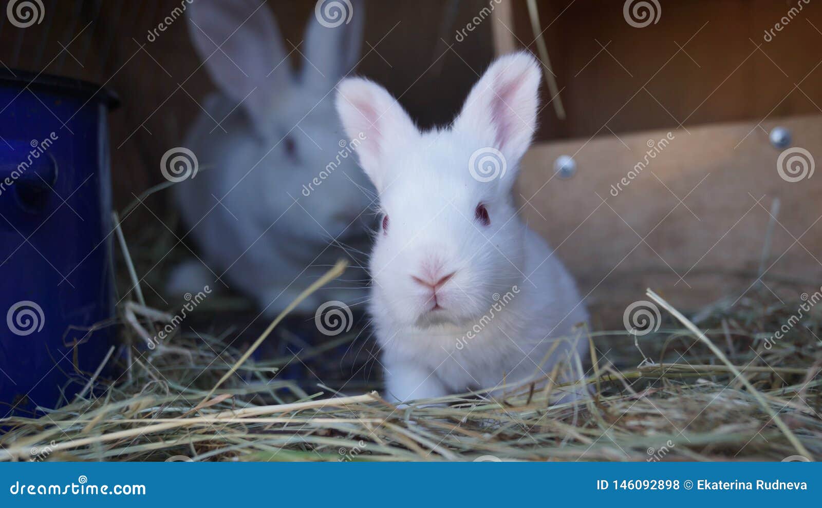 White Panon, Young White Rabbit,rabbitry, Keeping Rabbits Stock Photo ...