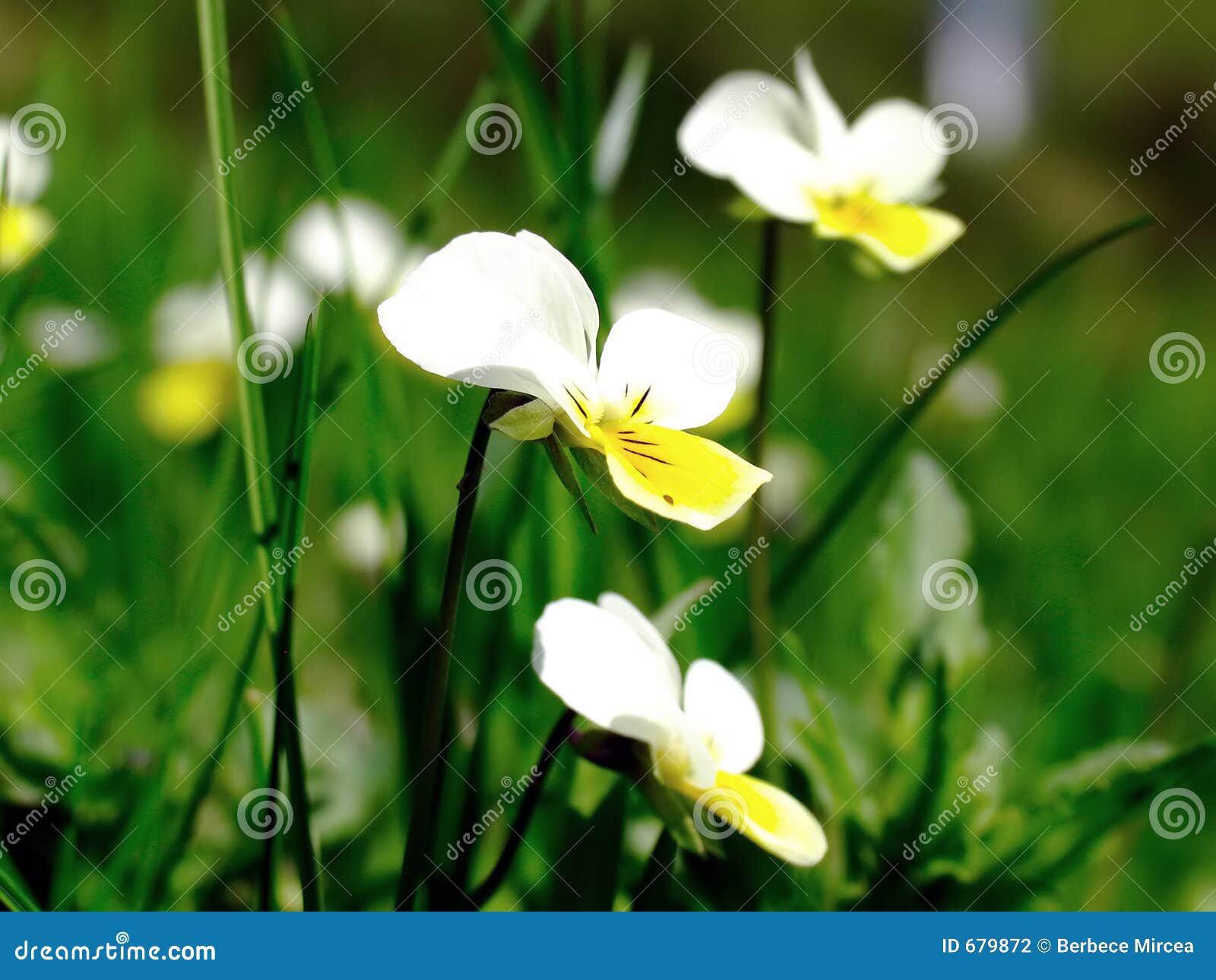 White pansy stock photo. Image of floare, panseluta, garden - 679872