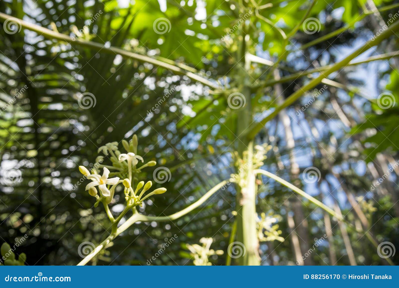 White papaya flower stock photo. Image of plant, bloom - 88256170