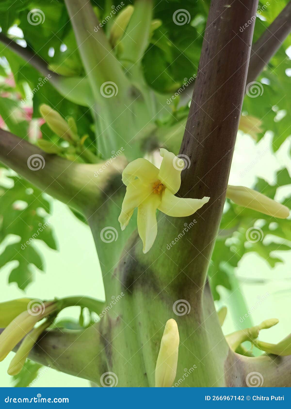 White papaya Flowers stock photo. Image of garden, botany - 266967142