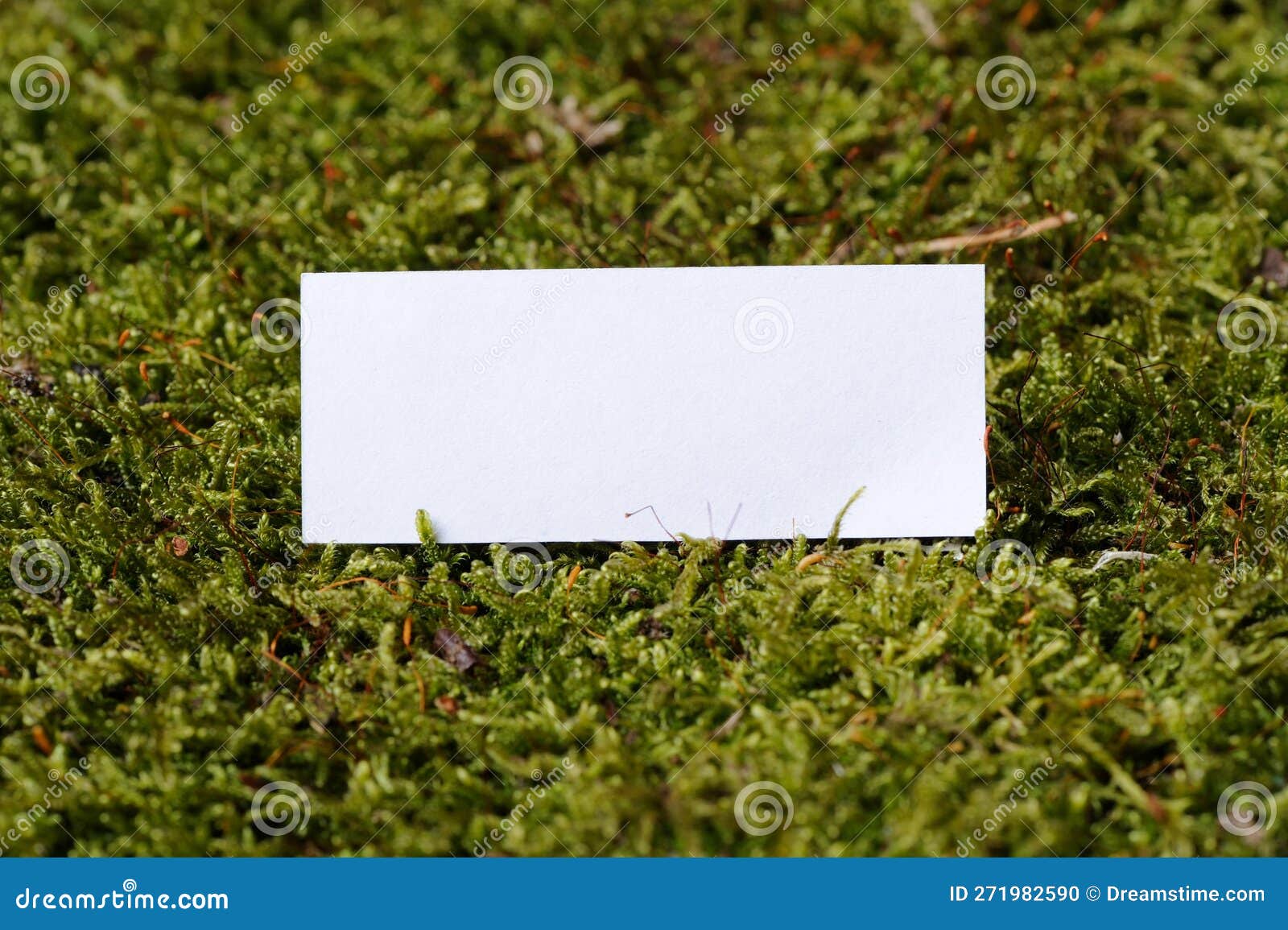 White Paper (Copy Space) on Green Moss Background Stock Photo - Image ...