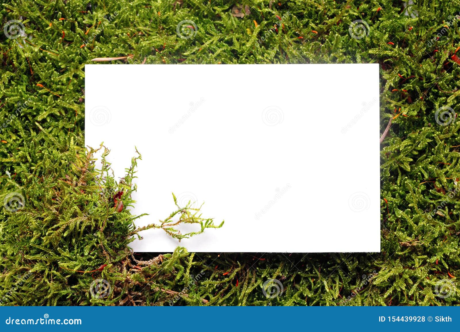 White Paper Copy Space on Natural Moss Background Stock Photo - Image ...