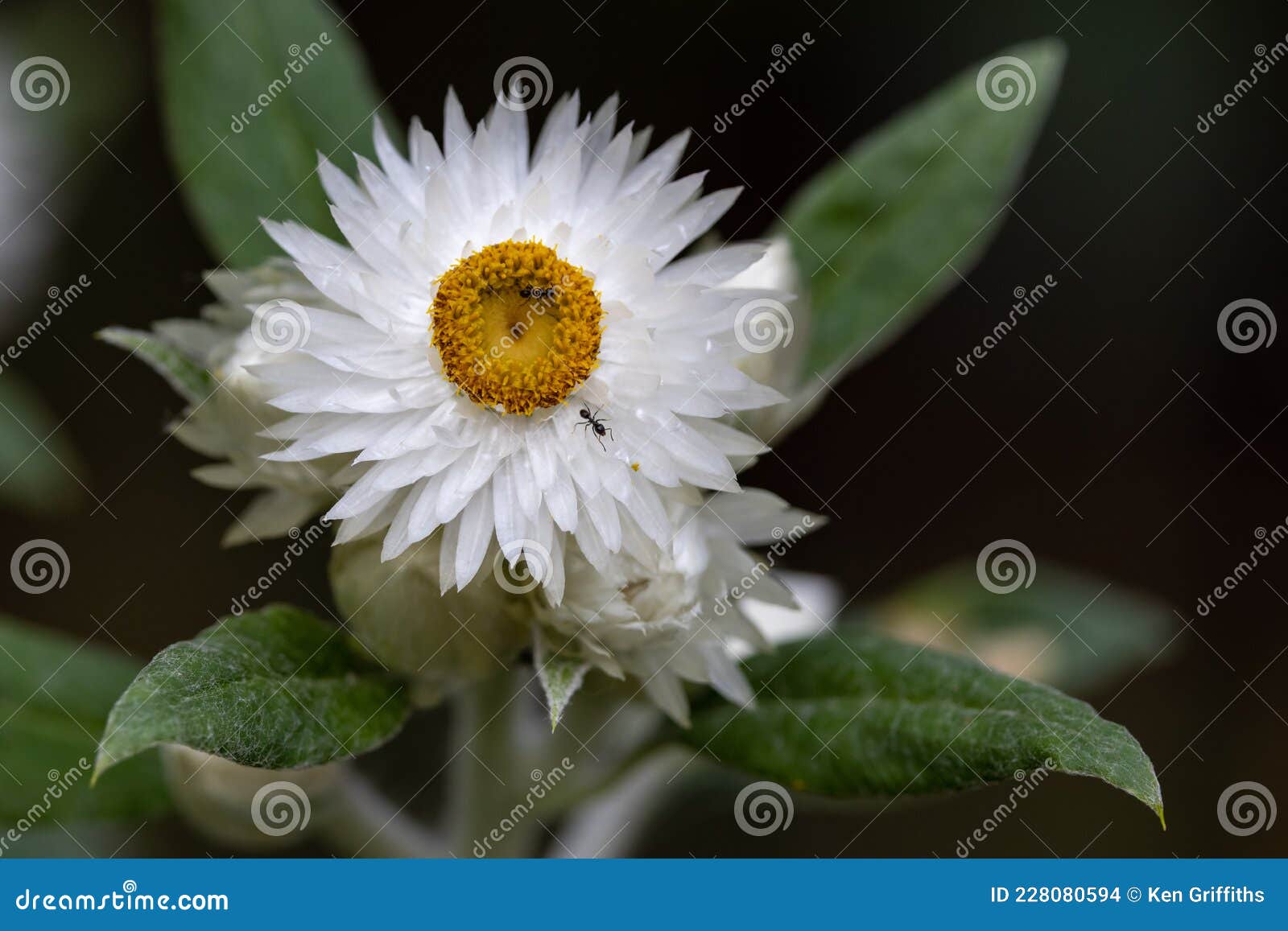 White Paper Daisy stock photo. Image of feeding, black - 228080594