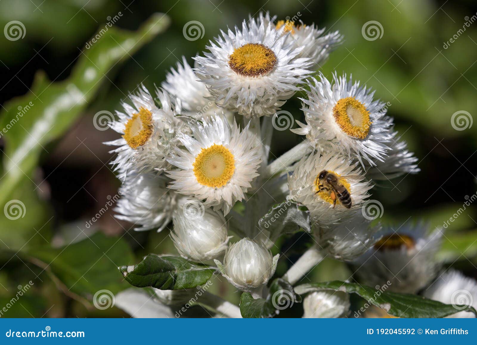 White Paper Daisy stock photo. Image of flower, plant - 192045592