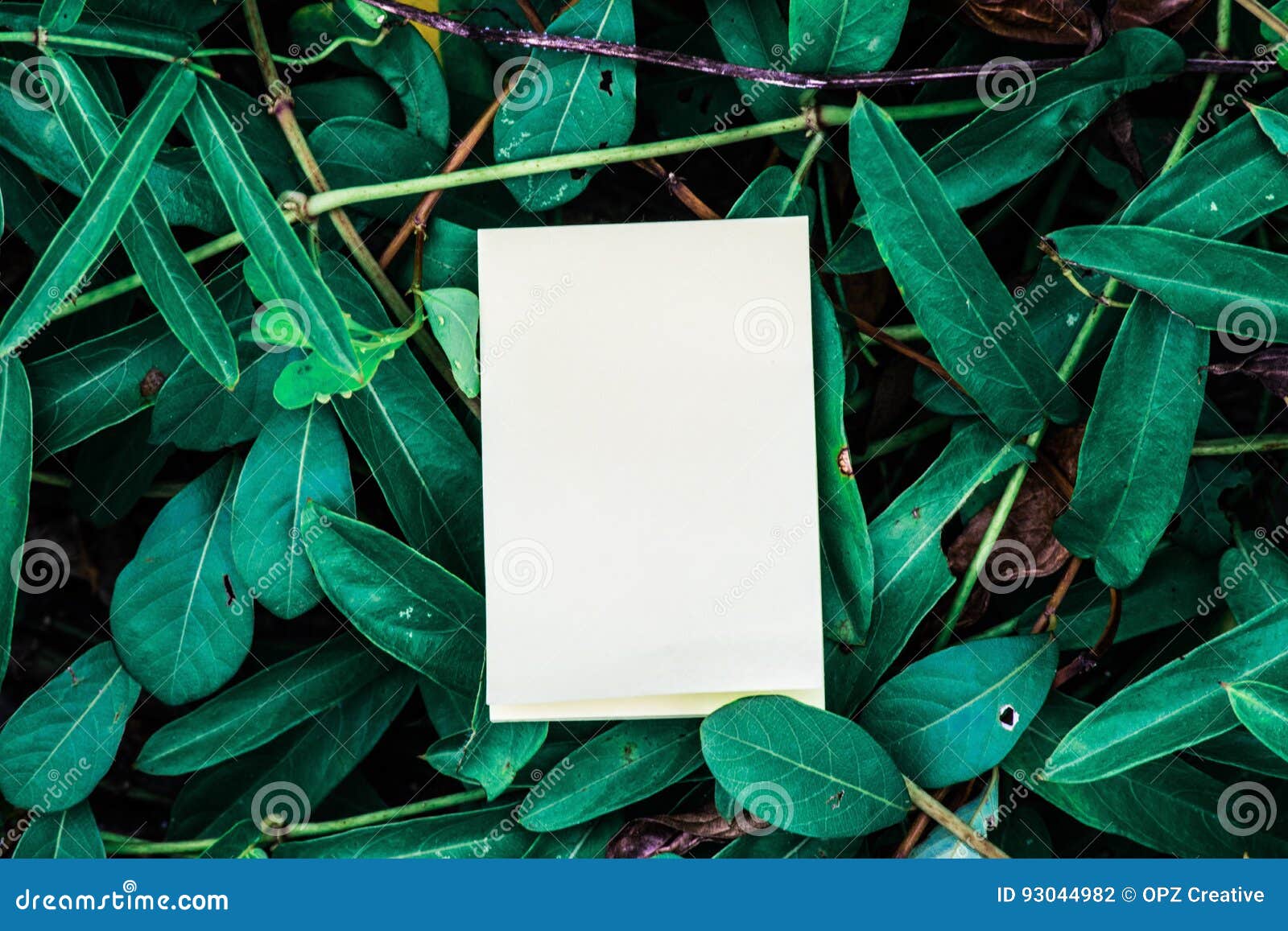 White Paper with Green Leaf for Note. Stock Photo - Image of life ...