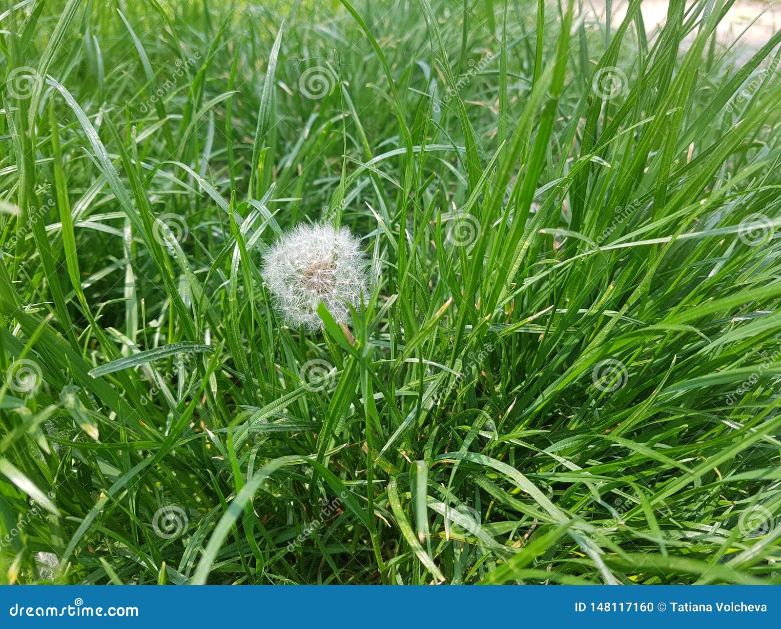White Parachute Dandelion in the Green Grass Stock Photo - Image of ...