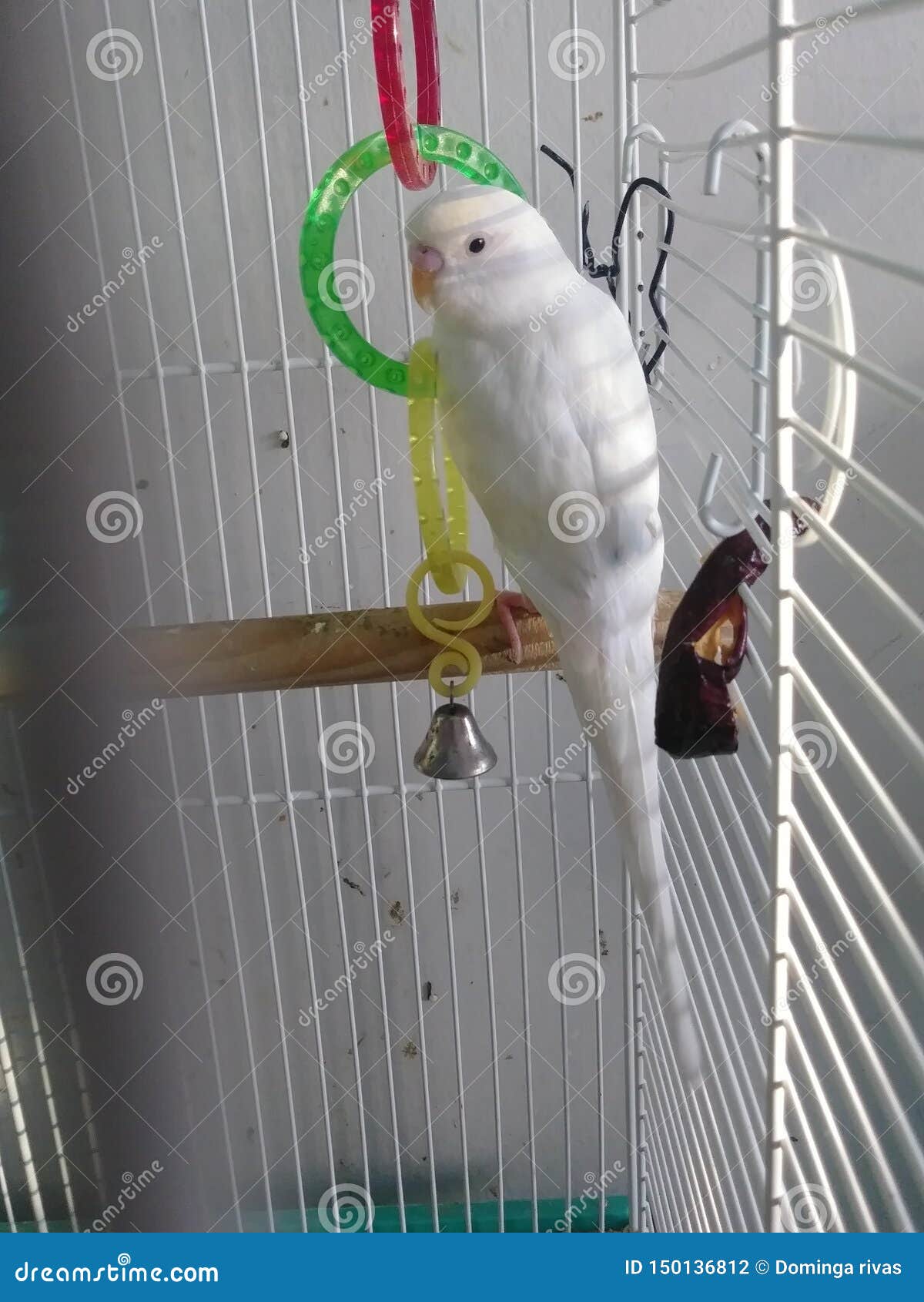 White parakeet like snow stock photo. Image of parakeet - 150136812