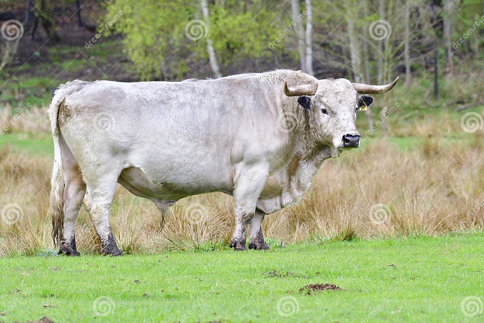 White Park cattle bull stock photo. Image of bull, breed - 106091002