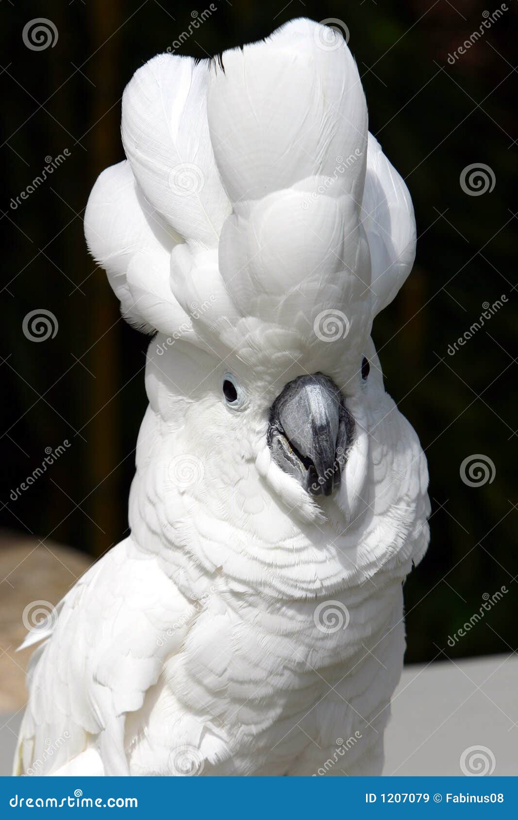 White parrot stock image. Image of white, oiseau, plumes - 1207079