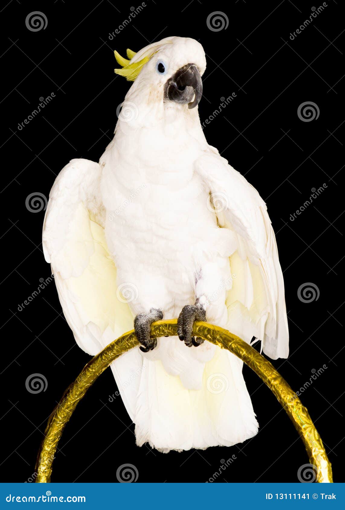White parrot stock image. Image of parrot, talking, circus - 13111141