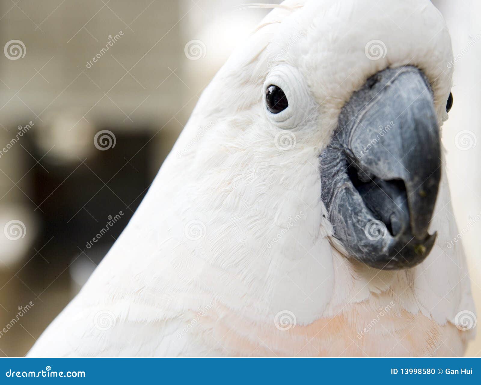 White parrot stock photo. Image of funny, bird, black - 13998580