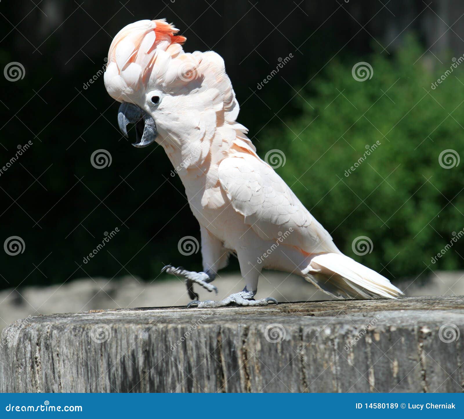 White Parrot stock image. Image of wings, wildlife, feathers - 14580189