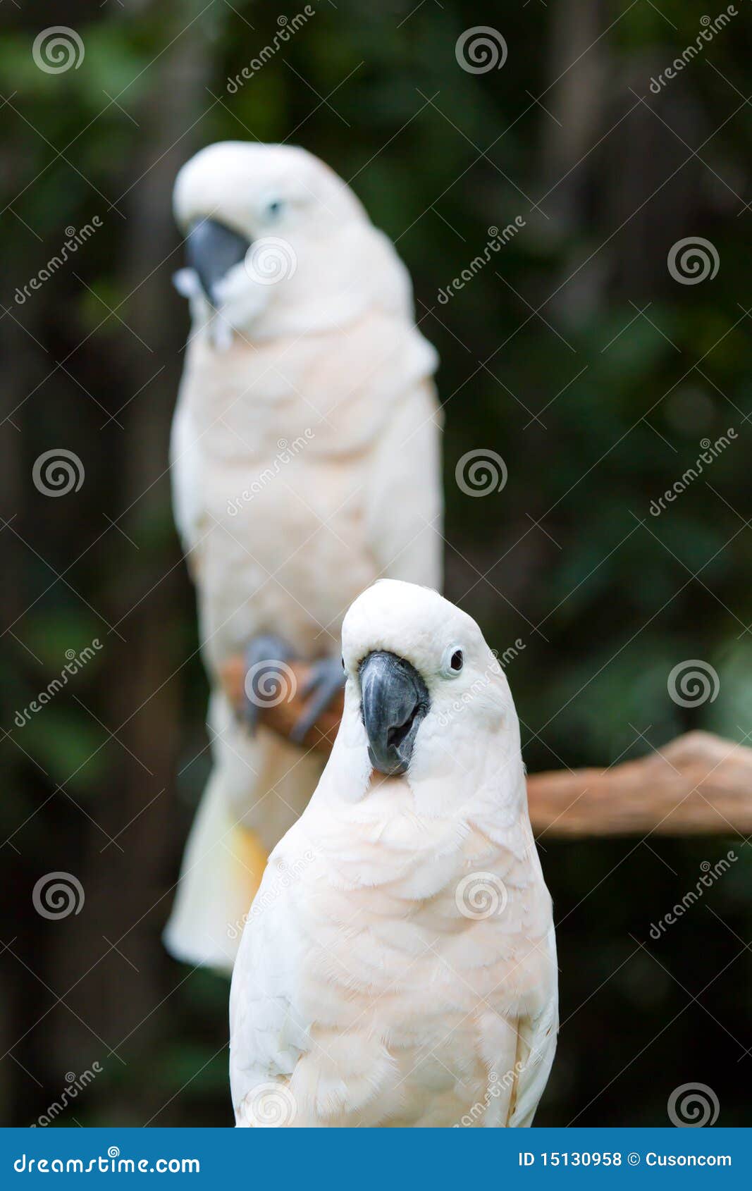 A white parrot stock photo. Image of beak, cute, jungle - 15130958