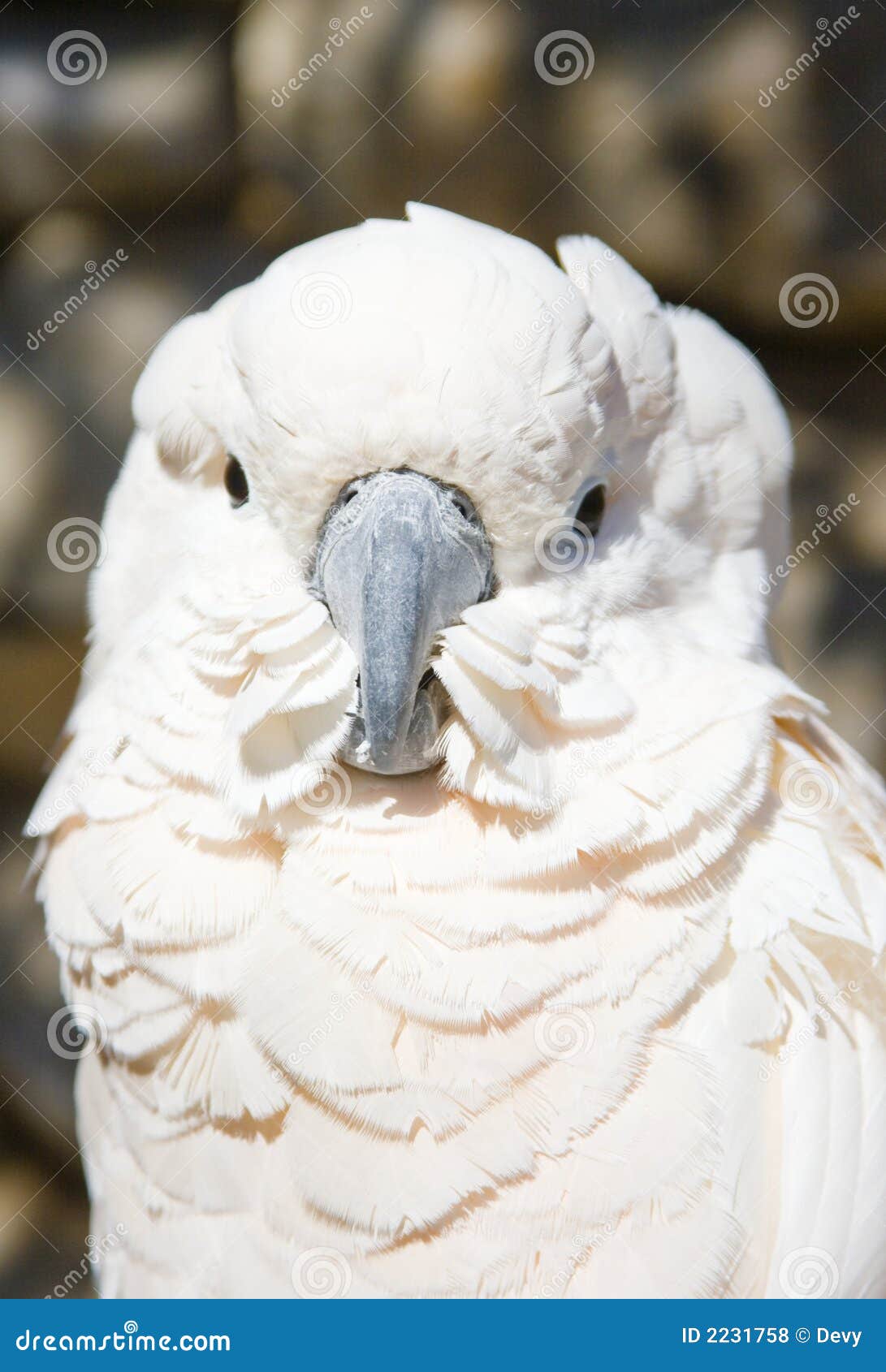 White parrot stock photo. Image of portugal, parrot, close - 2231758